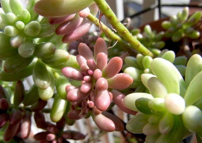 Aerial Roots on Succulents | The Succulent Eclectic