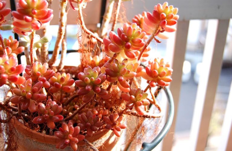 Aerial Roots on Succulents | The Succulent Eclectic