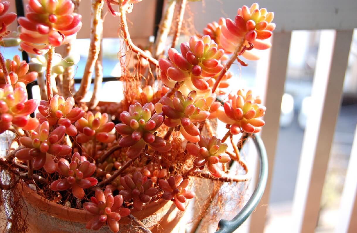 Aerial Roots on Succulents | The Succulent Eclectic
