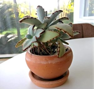 Aerial Roots on Succulents | The Succulent Eclectic