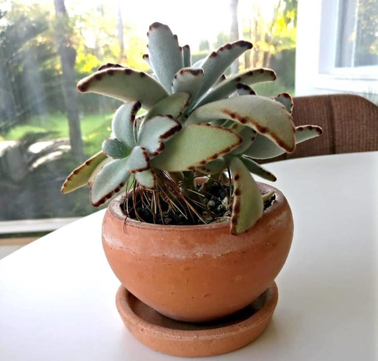 Aerial Roots on Succulents | The Succulent Eclectic