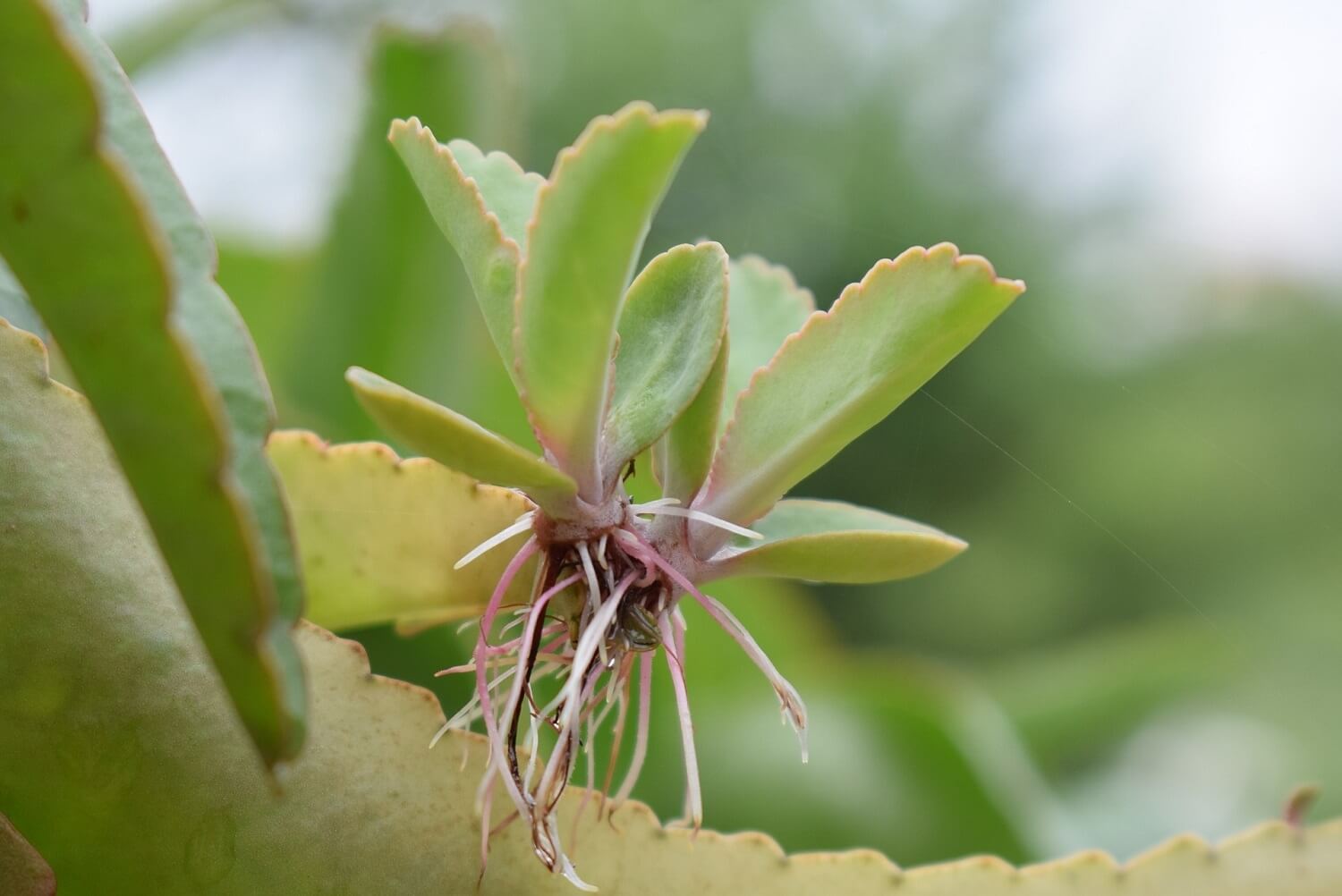 Aerial Roots on Succulents | The Succulent Eclectic