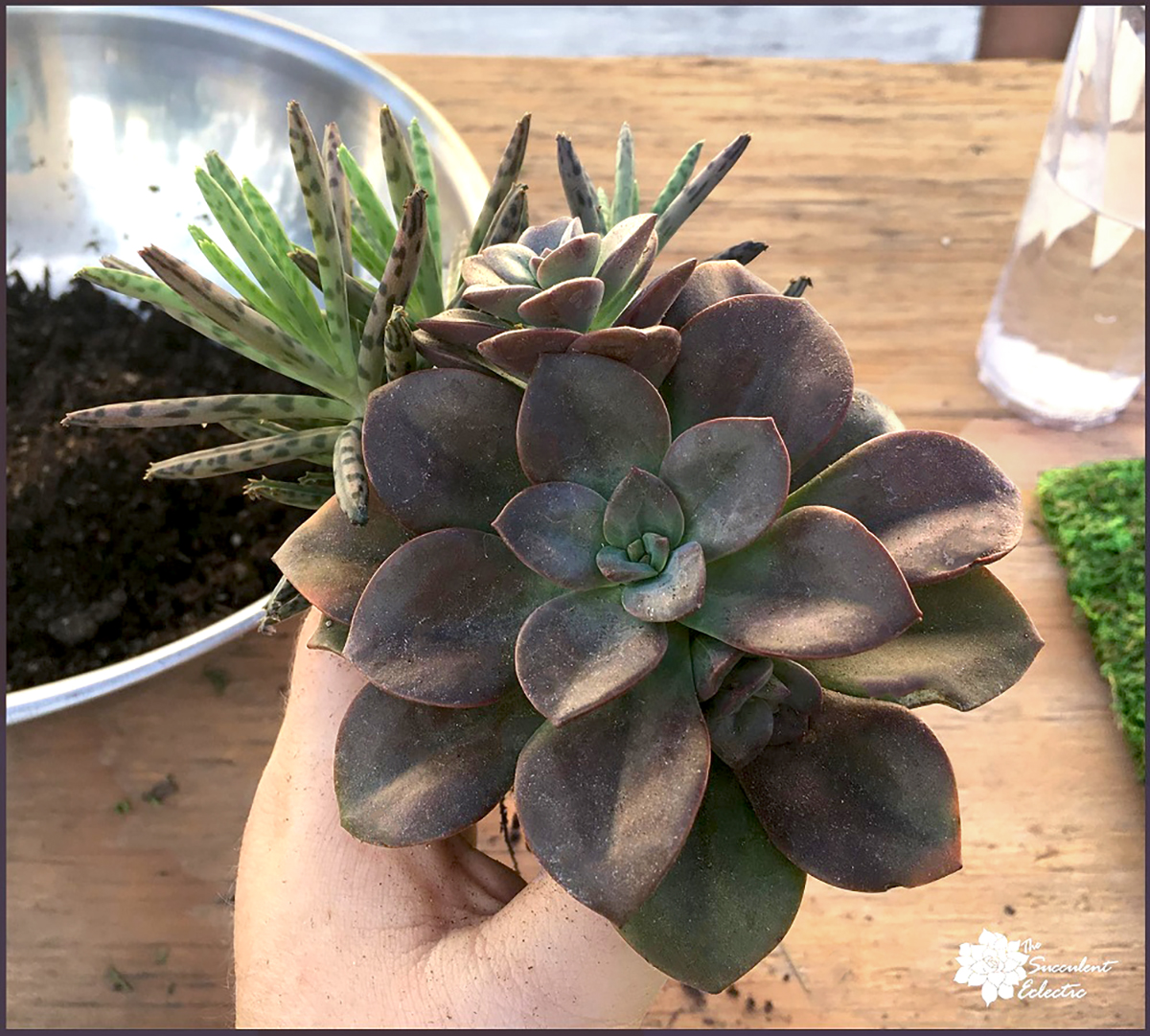 DIY Succulent Kokedama Balls! | The Succulent Eclectic