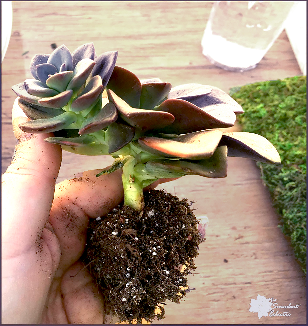 DIY Succulent Kokedama Balls! | The Succulent Eclectic