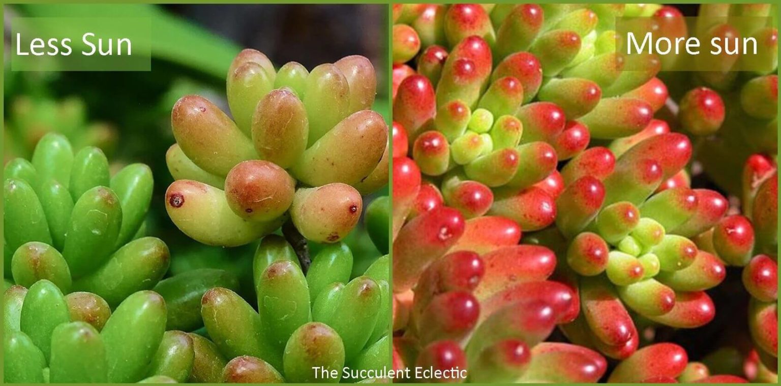 Recognizing Signs of Succulent Problems (Before It's Too Late) | The ...