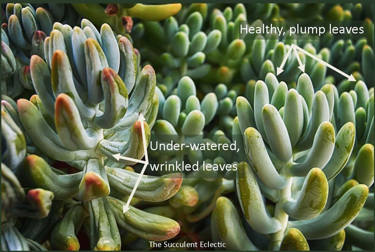 Recognizing Signs of Succulent Problems (Before It's Too Late) | The ...
