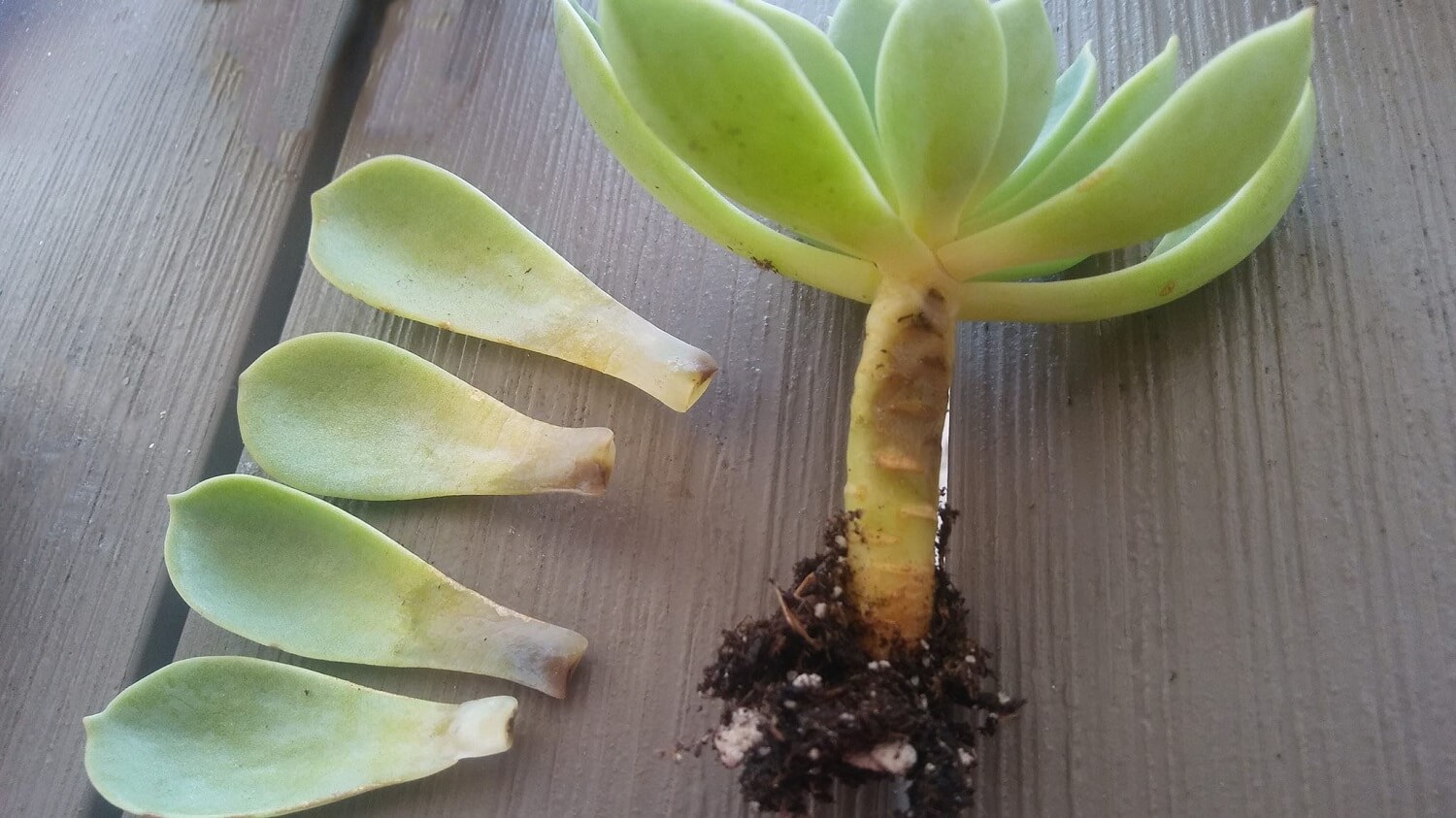 How to Save Overwatered Succulents (So They Don't Die) | The Succulent ...