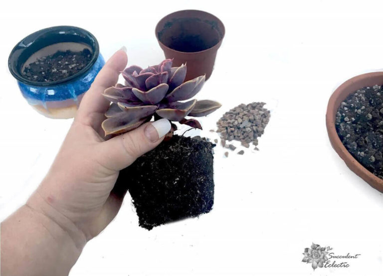 How to Plant Succulents so They'll Thrive! | The Succulent Eclectic