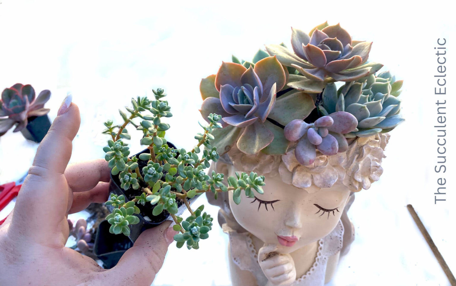Planting Face Planters & Head Planters with Succulents! | The Succulent ...