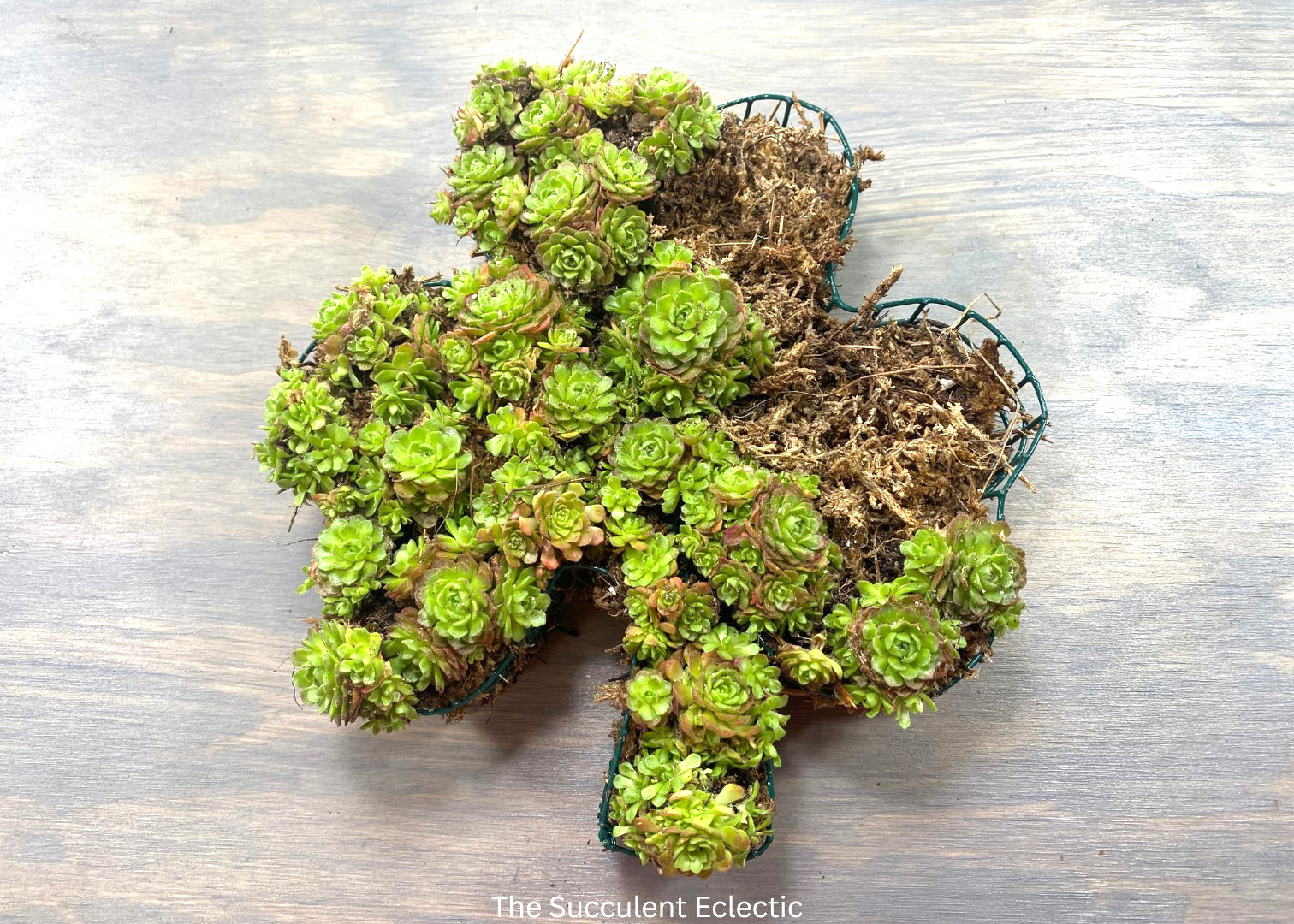 DIY Shamrock Planter + How to Make Any Shape Wire Planter! | The ...