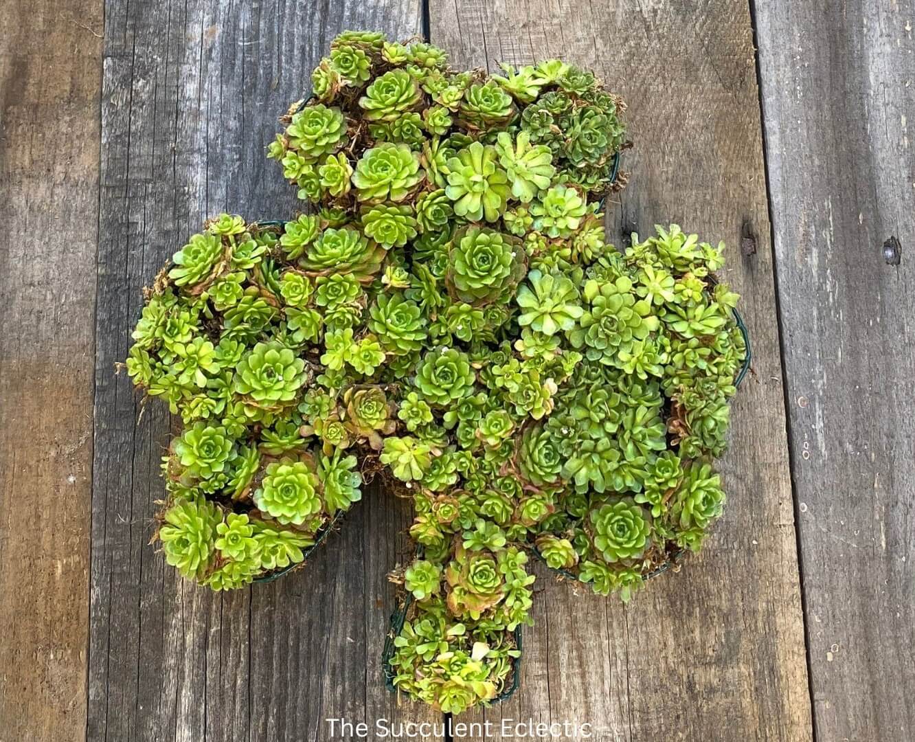 DIY Shamrock Planter + How to Make Any Shape Wire Planter! | The ...